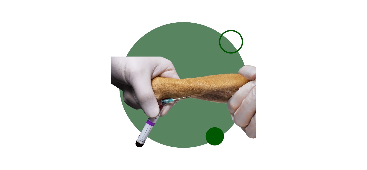 Analítica Veterinaria: Especialización Online | Zowa Vet