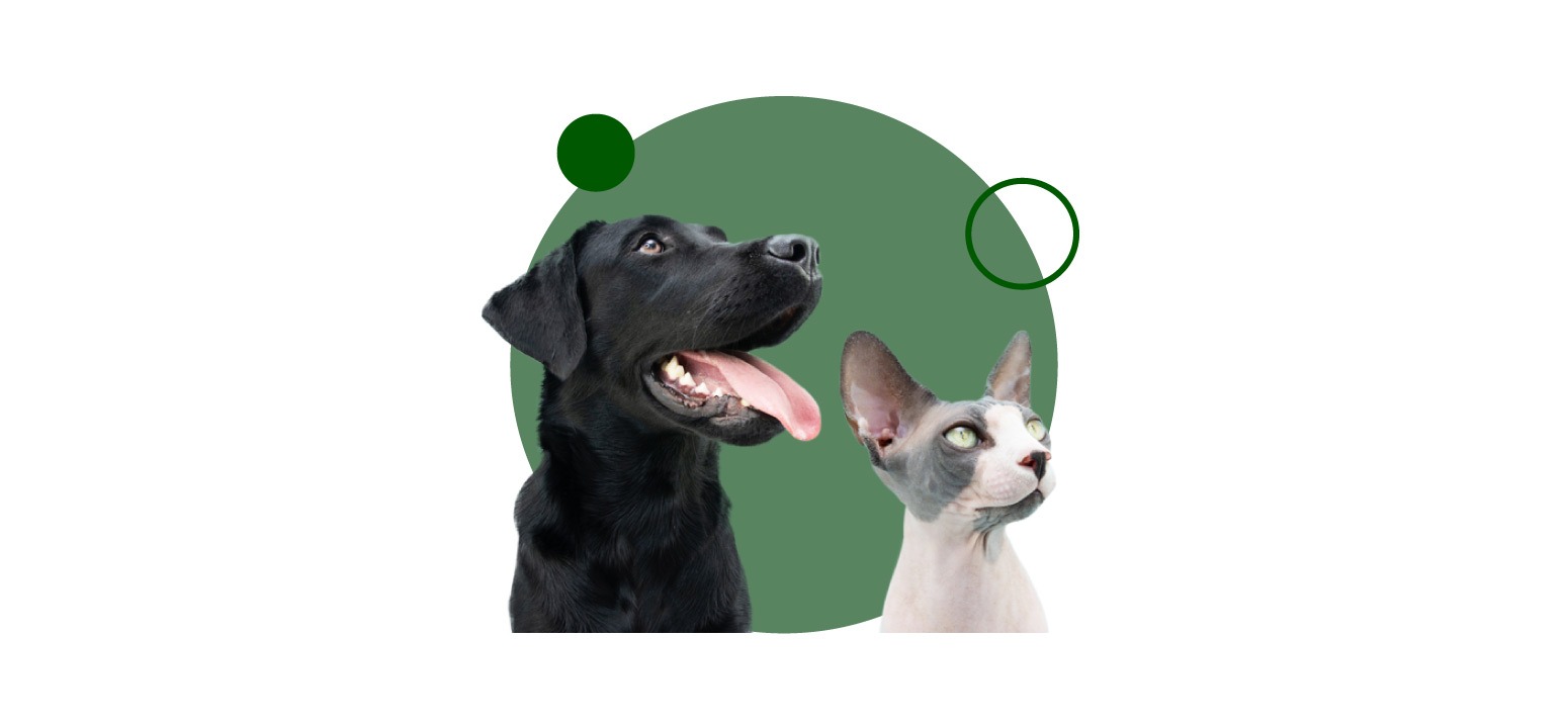 Curso de Comportamiento Canino y Felino | Zowa 100% Online