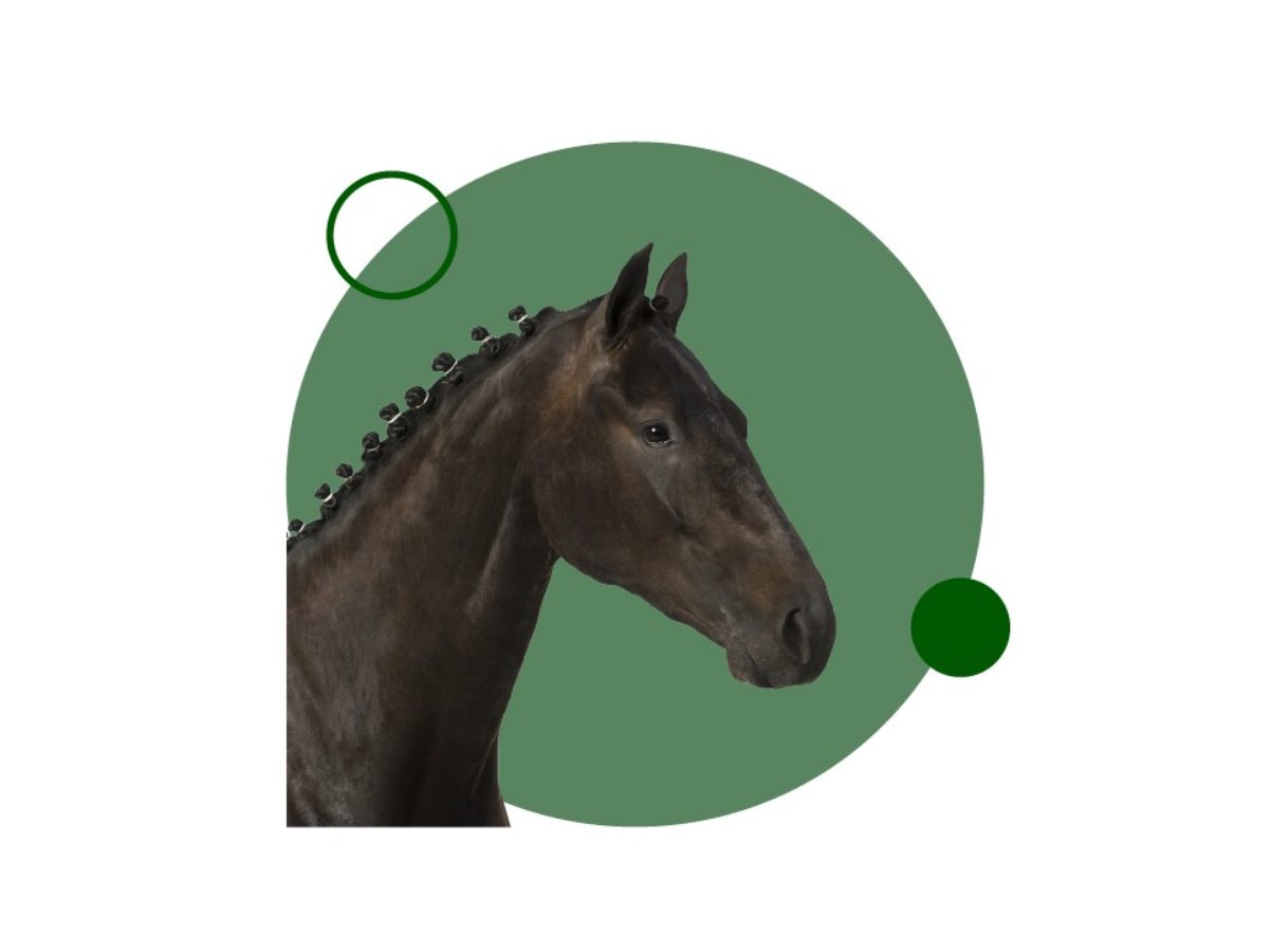 Anatomía Reproductiva Del Caballo Anatomia Y Fisiología De La