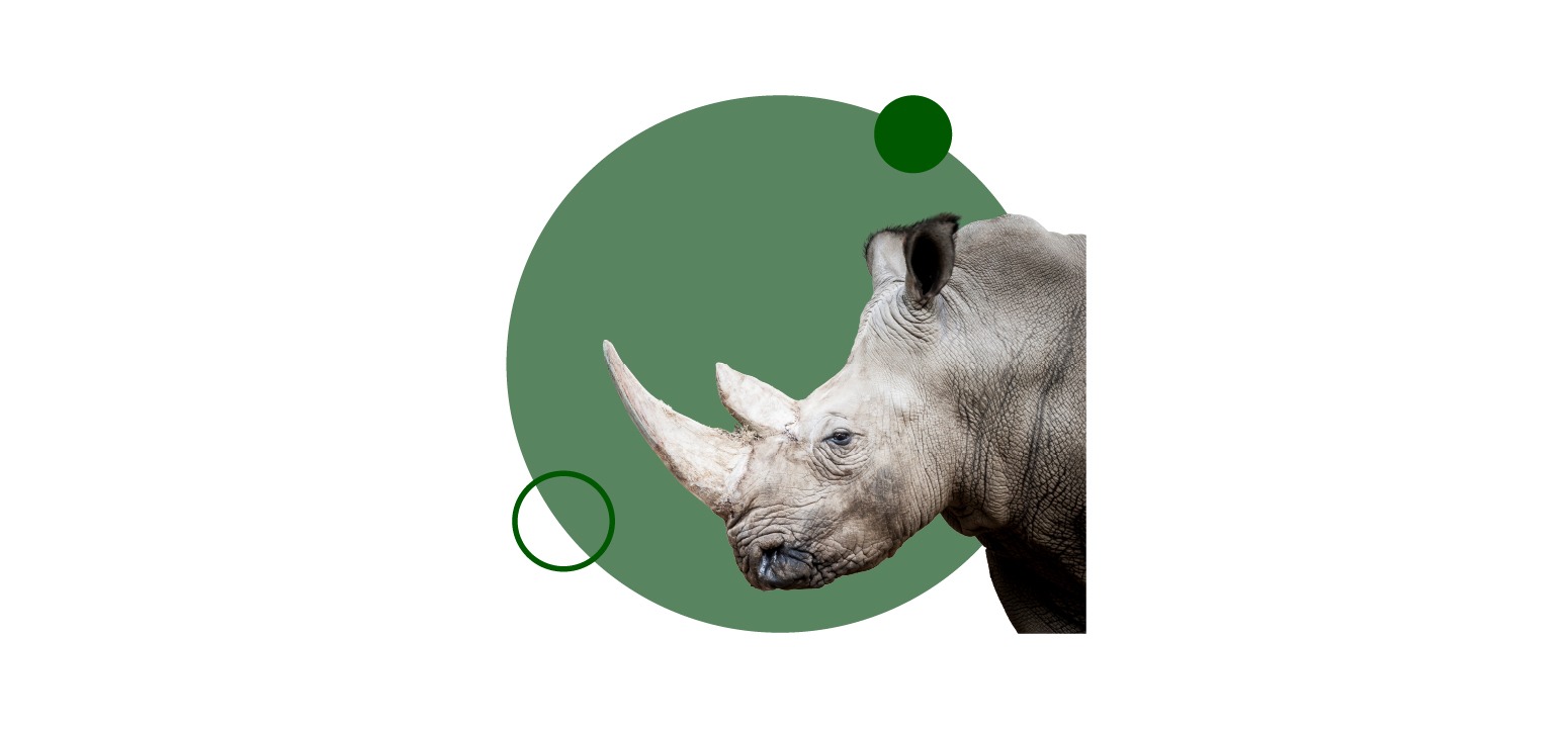 Desaparición de la Fauna Salvaje y Recuperación | Título Online