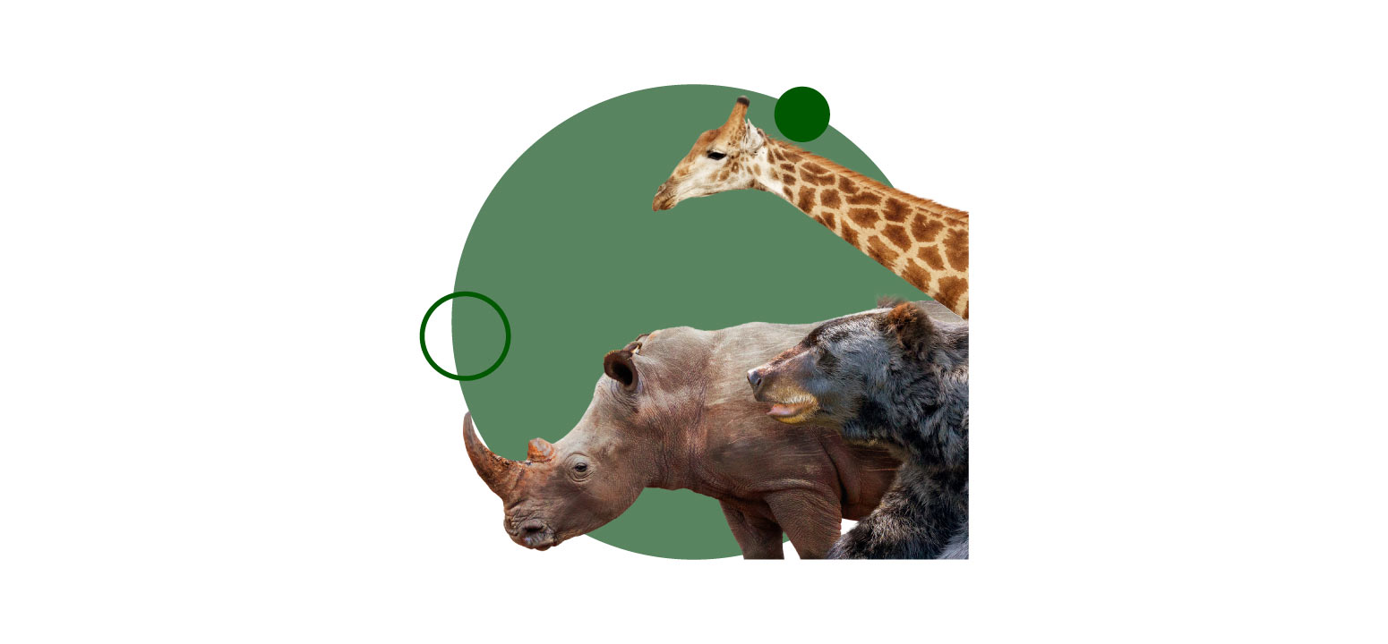 Curso de Zoología | Estudios 100% Online | Zowa Vet